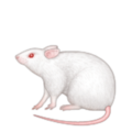 🐁 Mouse Emoji