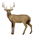 🦌 Deer Emoji