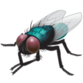 🪰 Fly Emoji