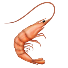 🦐 Shrimp Emoji