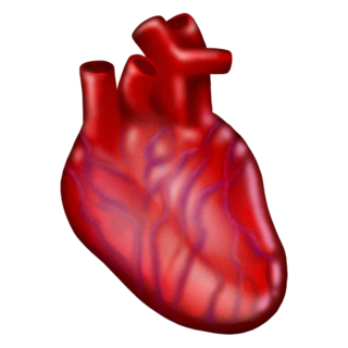 🫀 Anatomical Heart Emoji on Emojipedia Sample Images 13.0
