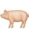🐖 Pig Emoji