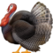 🦃 Turkey Emoji