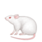 🐁 Mouse Emoji