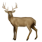 🦌 Deer Emoji