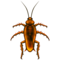 🪳 Cockroach Emoji