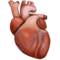 🫀 Anatomical Heart Emoji