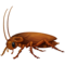 🪳 Cockroach Emoji