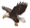 🦅 Eagle Emoji