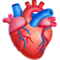 🫀 Anatomical Heart Emoji