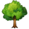 🌳 Deciduous Tree Emoji